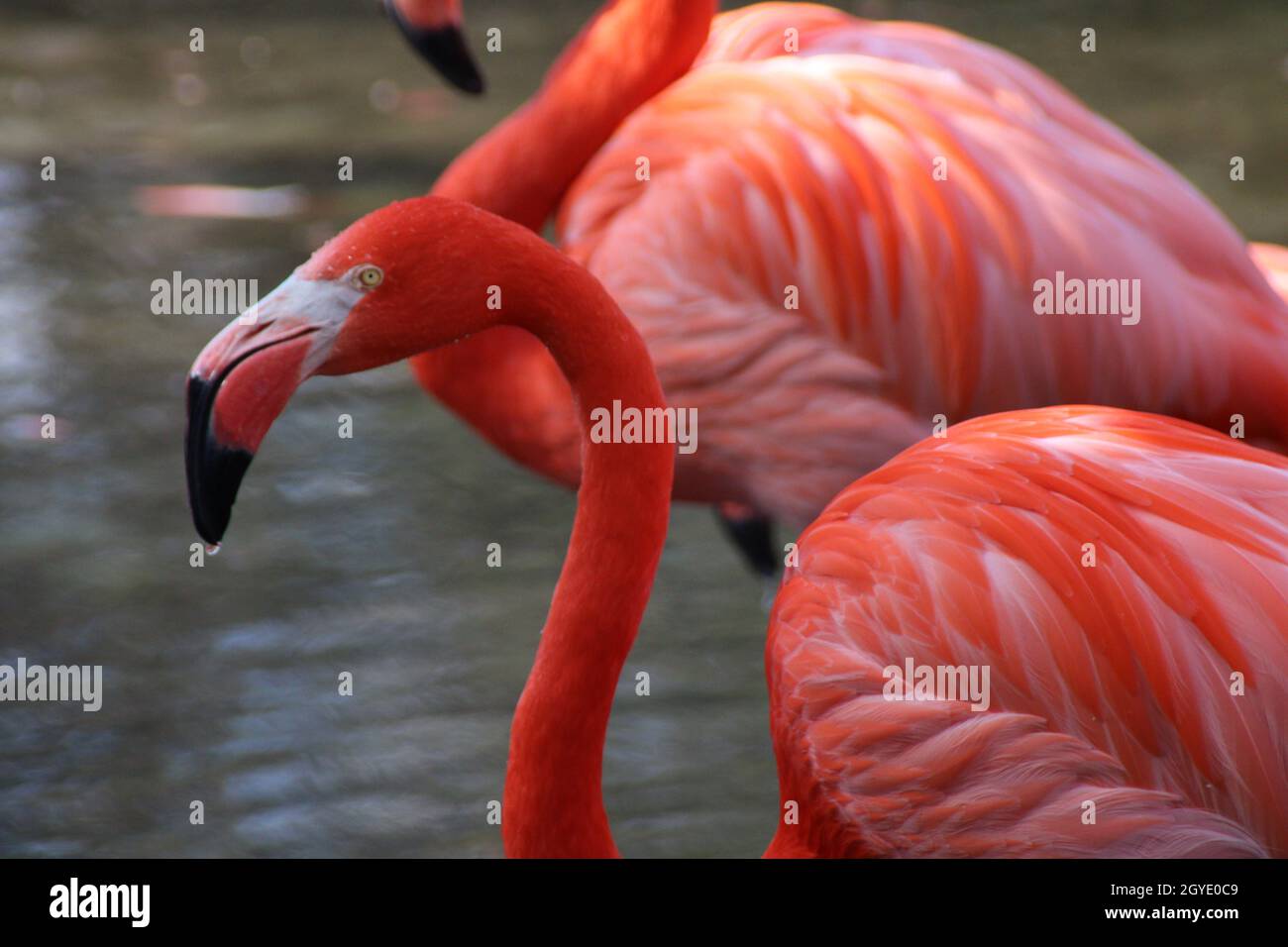 Beautiful pink flamingo in the zoo Stock Photo - Alamy