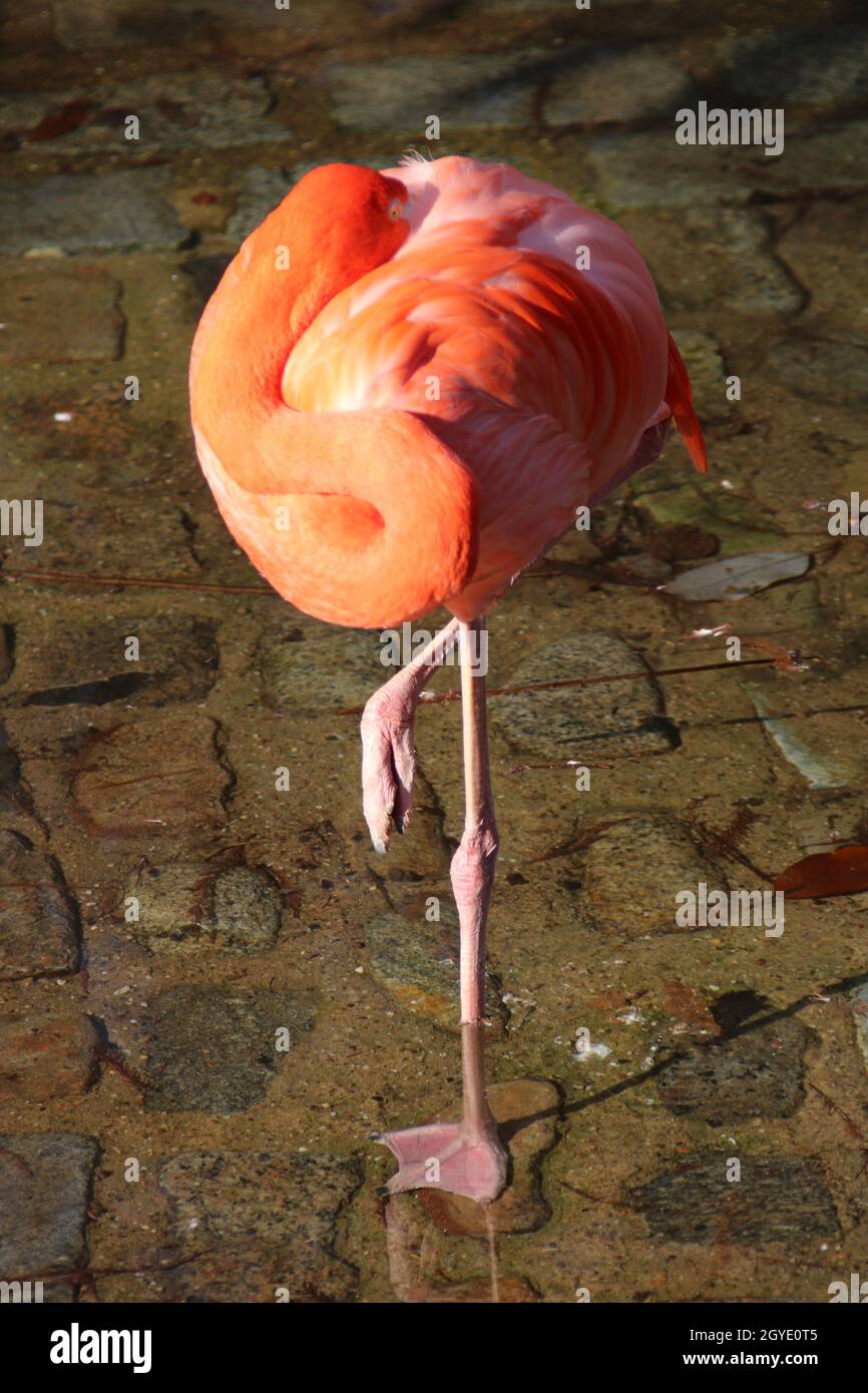 Beautiful pink flamingo in the zoo Stock Photo - Alamy