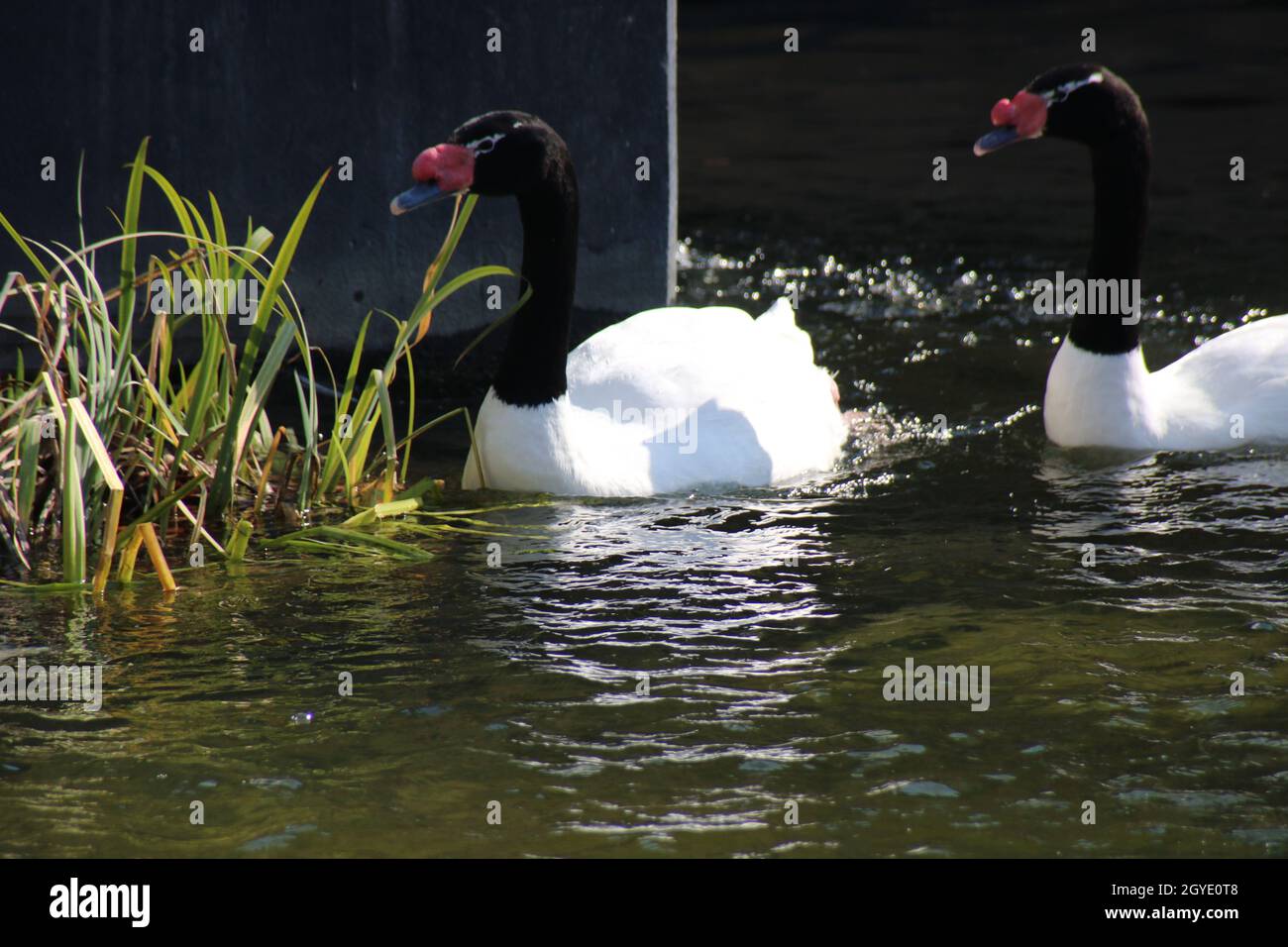 Beautiful swans in the lake Stock Photo - Alamy