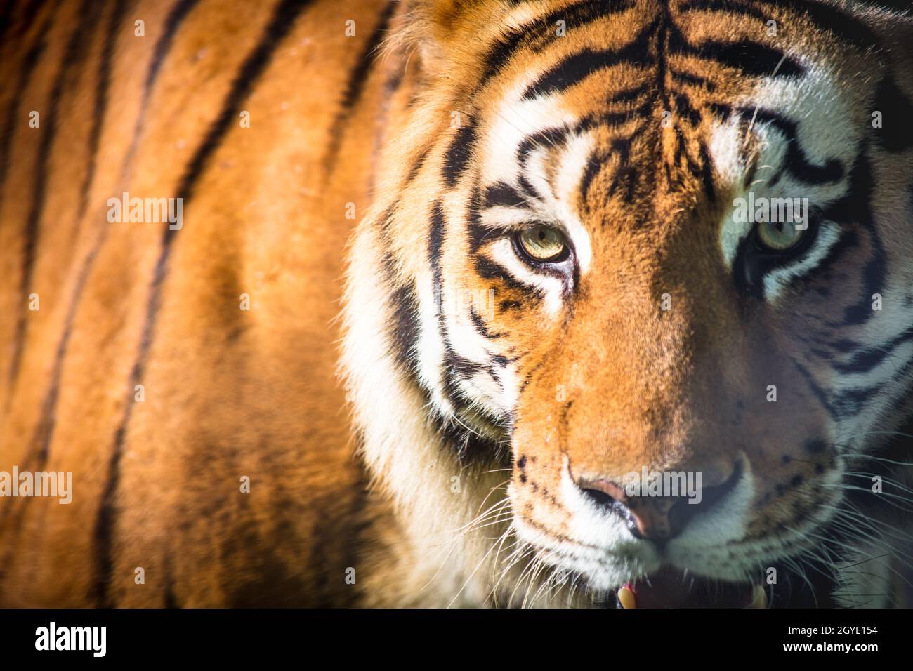 Macro shot of a tiger with a focused look and its mouth open Stock ...