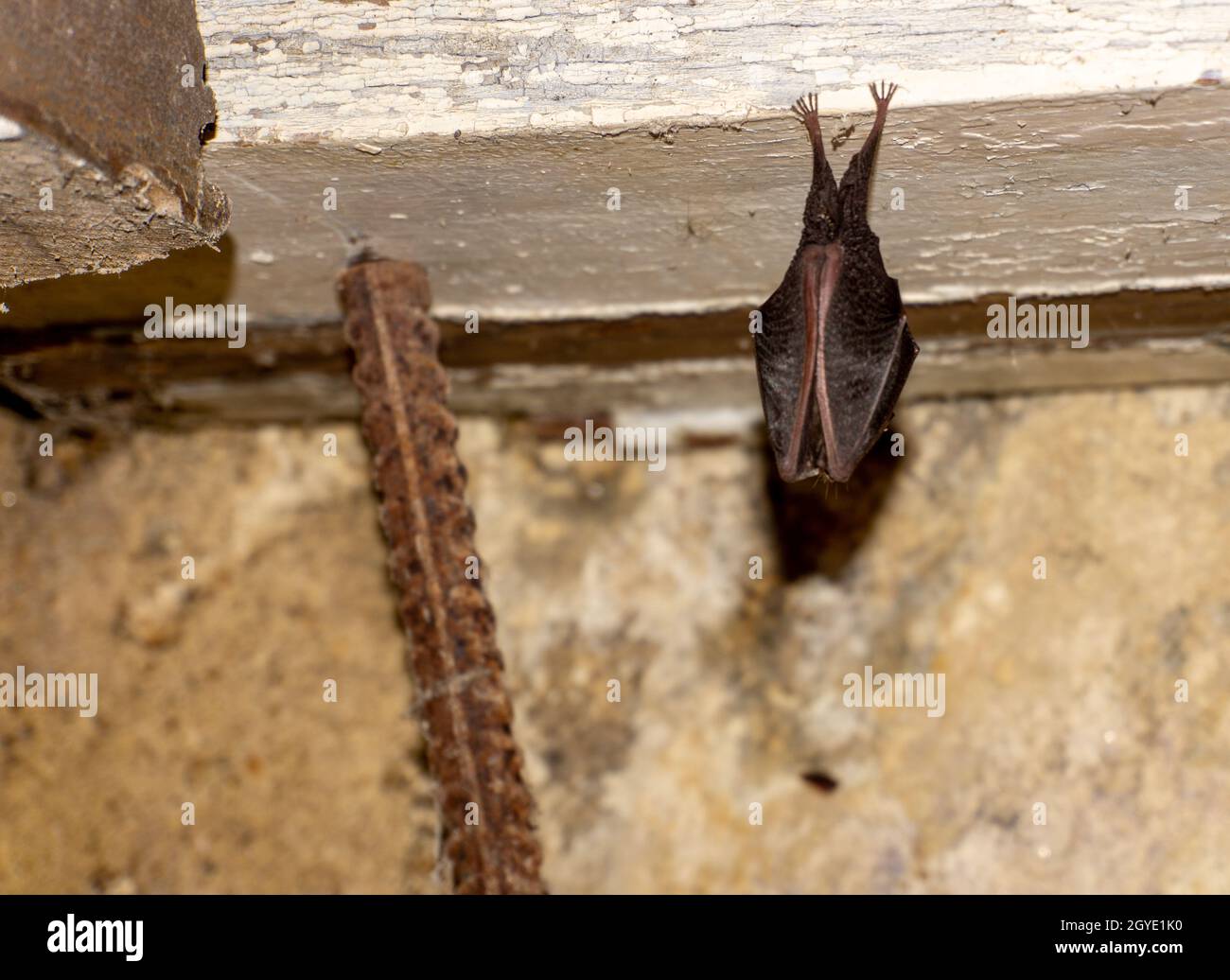 bat resting hanging from the ceiling closing its body with wings so as ...