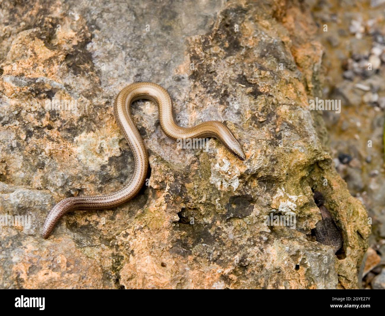 Limbless lizard hi-res stock photography and images - Alamy