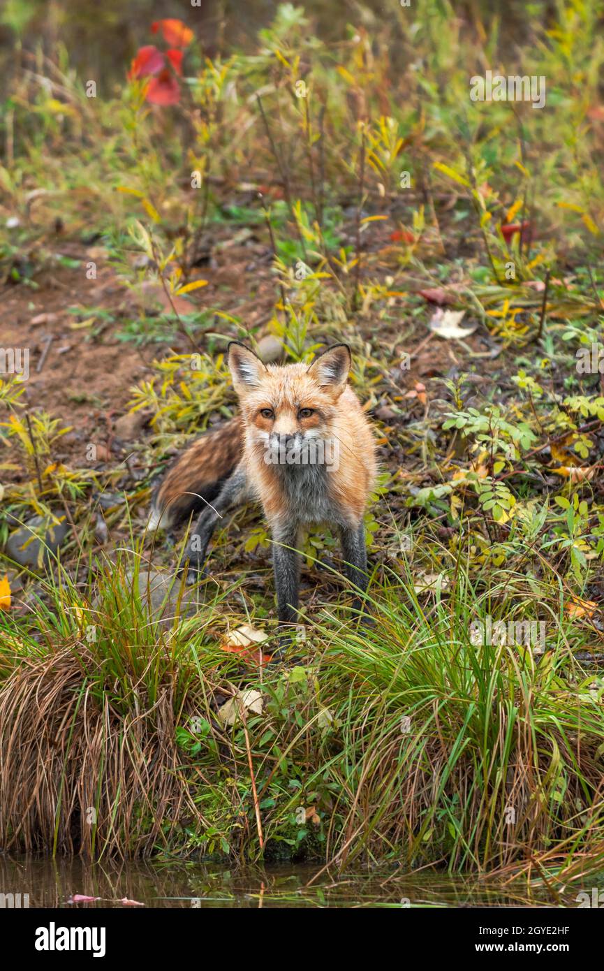Amber Phase Fox (Vulpes vulpes) Stands on Shoreline Looking Out Autumn ...