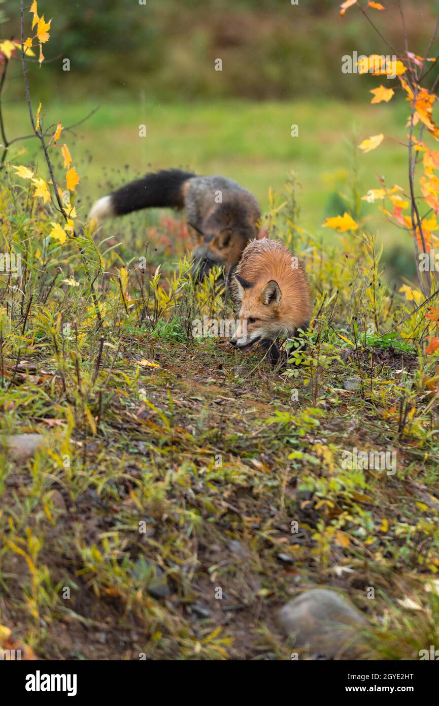 Red Fox (Vulpes vulpes) and Cross Fox Walk Through Weeds Autumn ...
