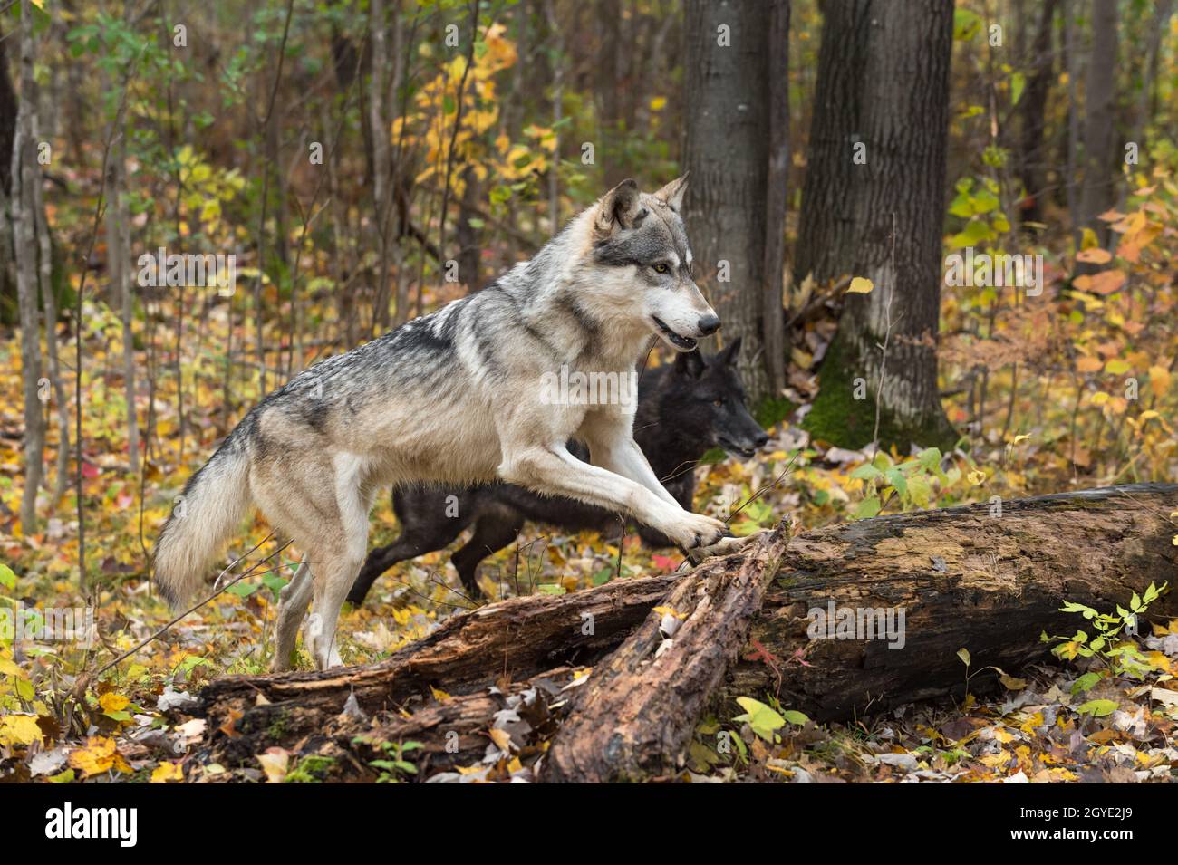 Grey Wolf and Black Phase (Canis lupus) Move to Jump Over Logs Autumn ...