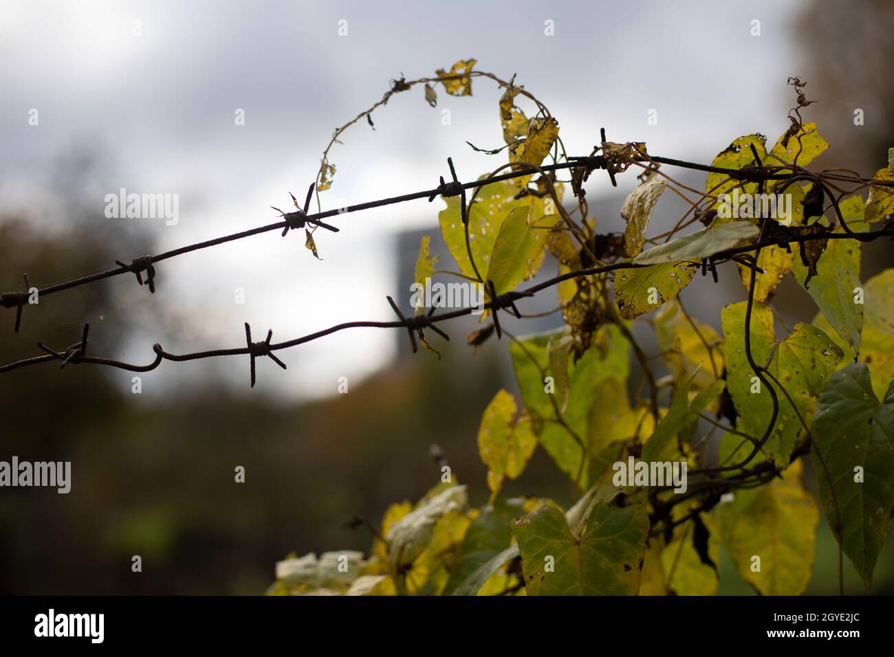 Barbed wire in the garden in Russia. Dangerous fence. Plant and thorns ...