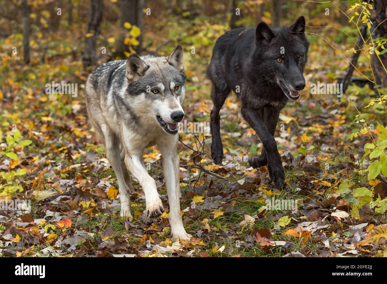 Grey Wolf and Black Phase (Canis lupus) Run Forward to Right Autumn ...