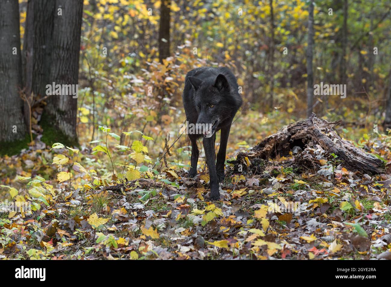 Black Phase Grey Wolf (Canis lupus) Steps Forward Past Log Autumn ...