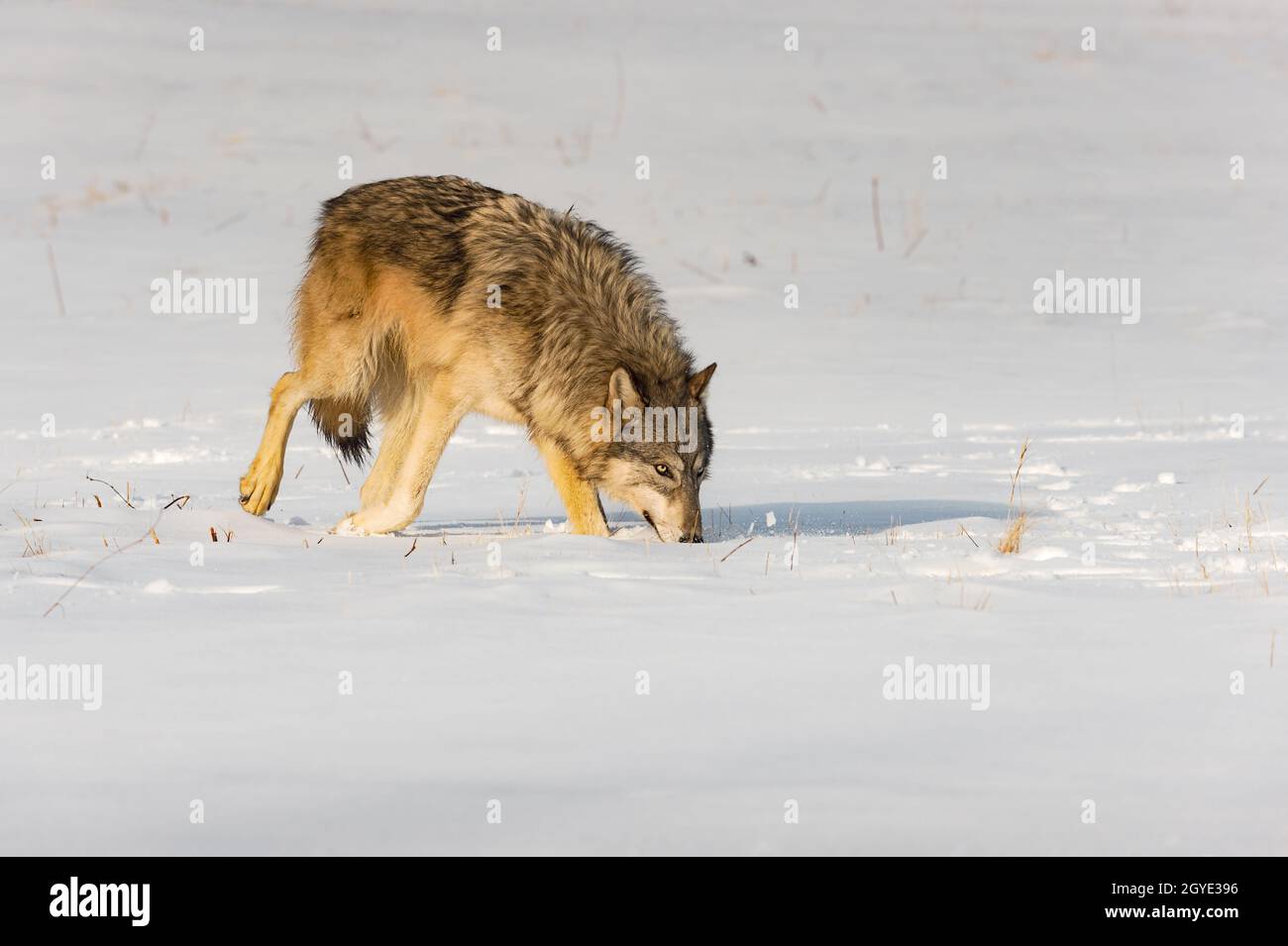 Grey Wolf (Canis lupus) Steps Right Nose Down in Snow Winter - captive ...