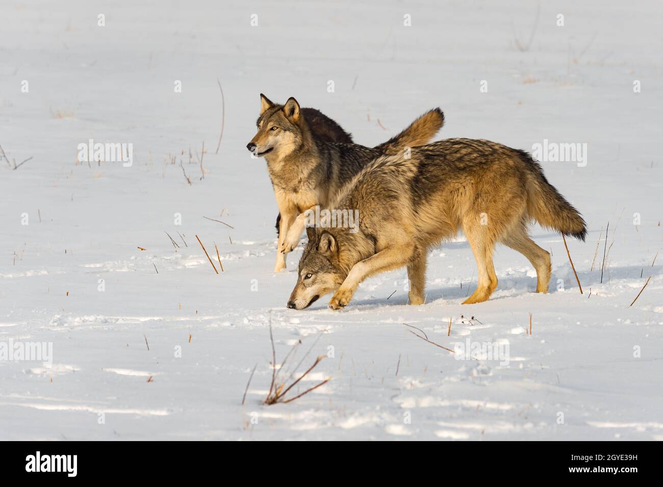 Three wolves in winter hi-res stock photography and images - Alamy