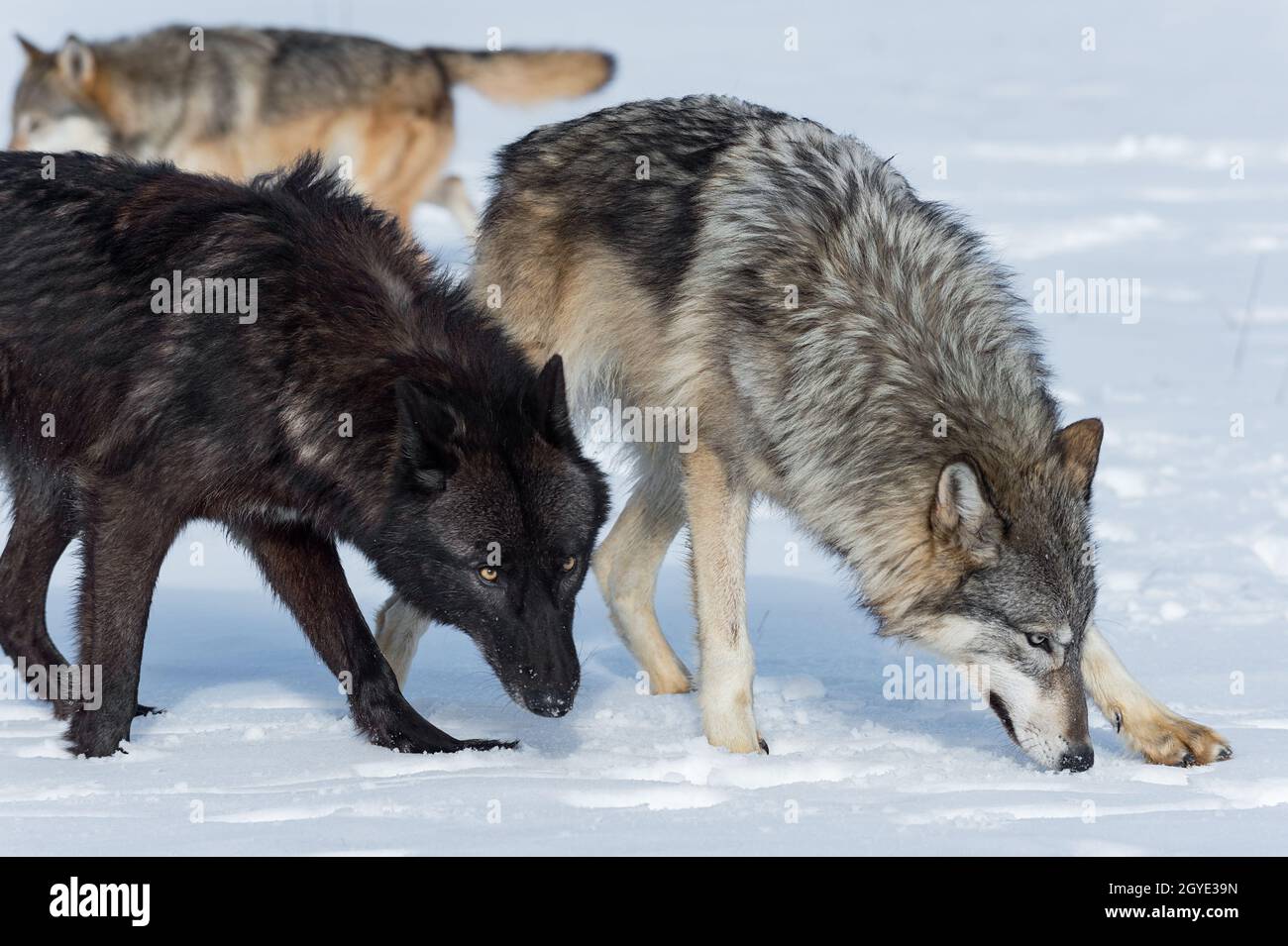 Grey Wolves (Canis lupus) Walk Right in Snowy Field Third in Background ...