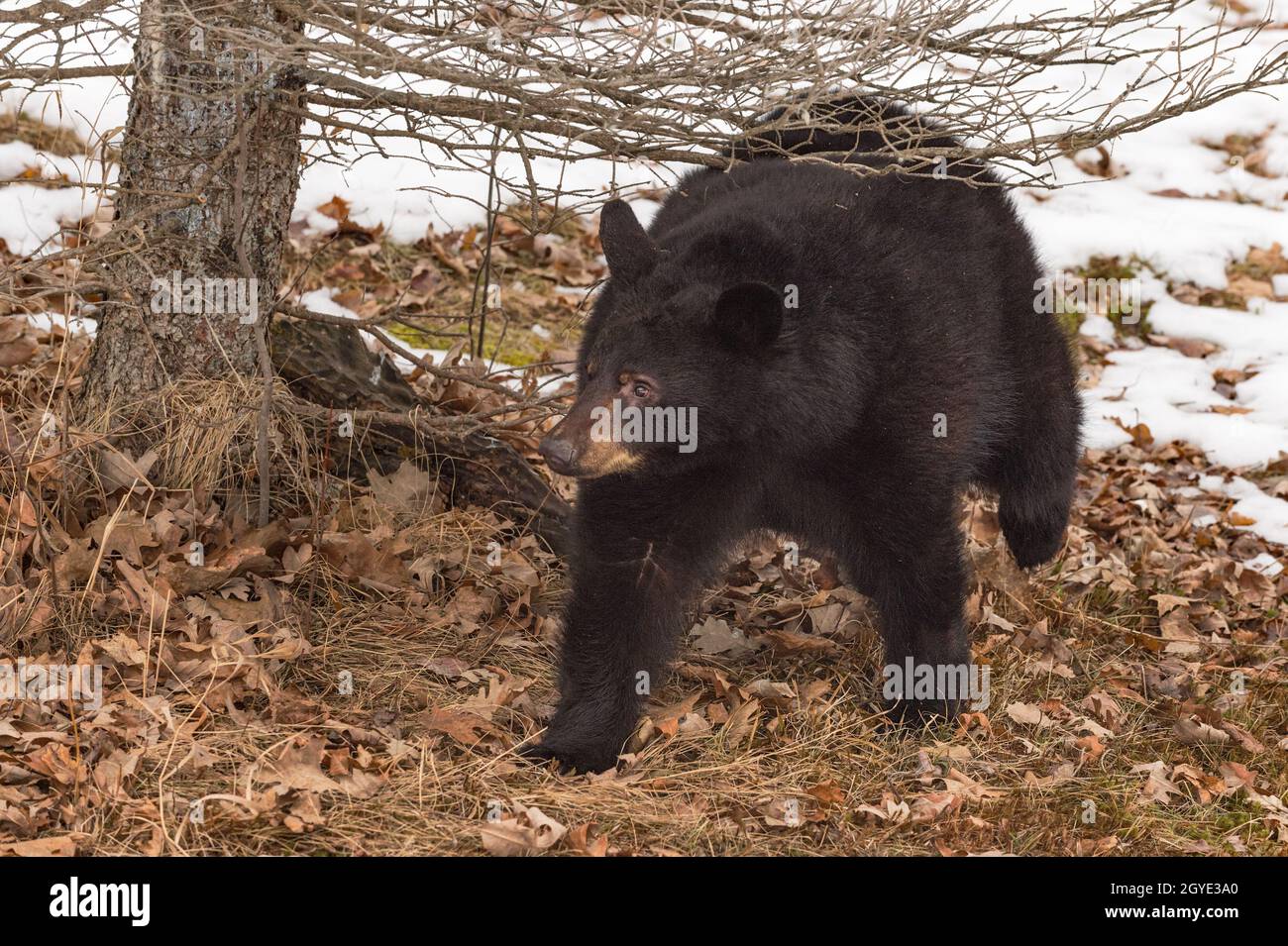 Bear under tree hi-res stock photography and images - Alamy