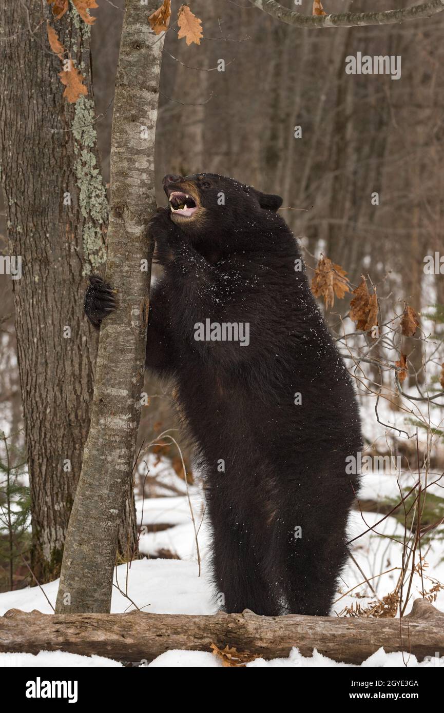Black Bear (Ursus americanus) Stands to Gnaw on Tree Winter - captive ...