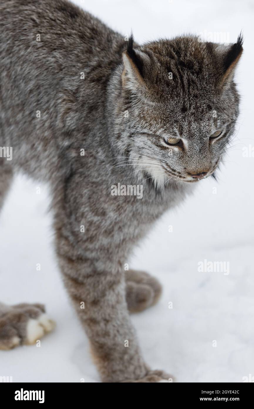 Canadian Lynx (Lynx canadensis) Close Up Ears Back Winter - captive ...