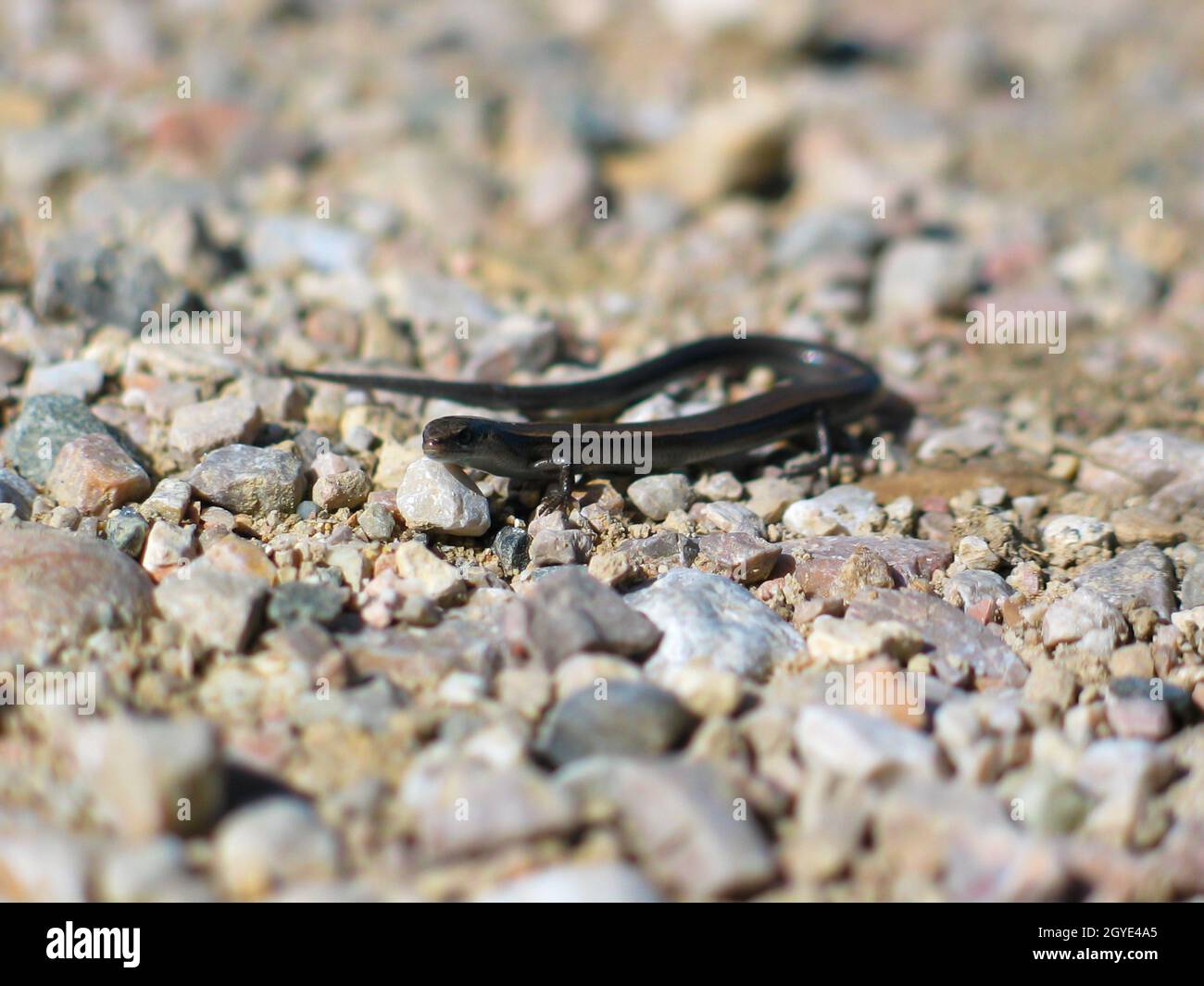 Ablepharus hi-res stock photography and images - Alamy