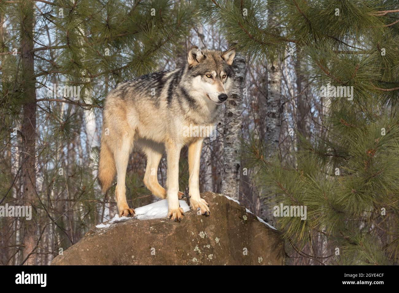 Grey Wolf (Canis lupus) Looks Down From Atop Rock Under Pine Winter ...