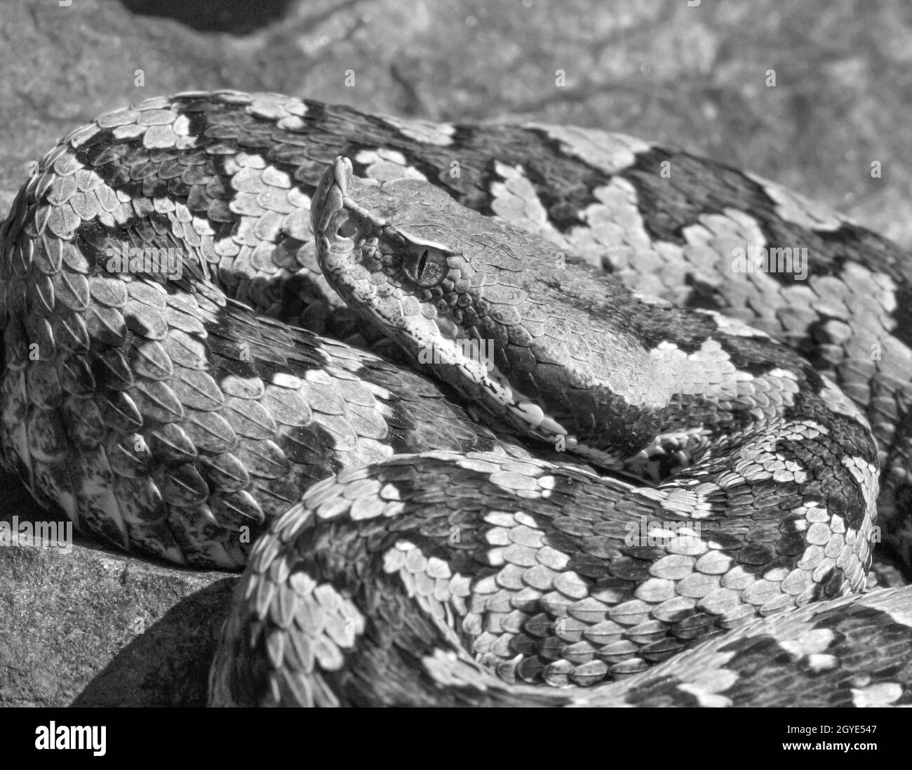 Adder face hi-res stock photography and images - Alamy