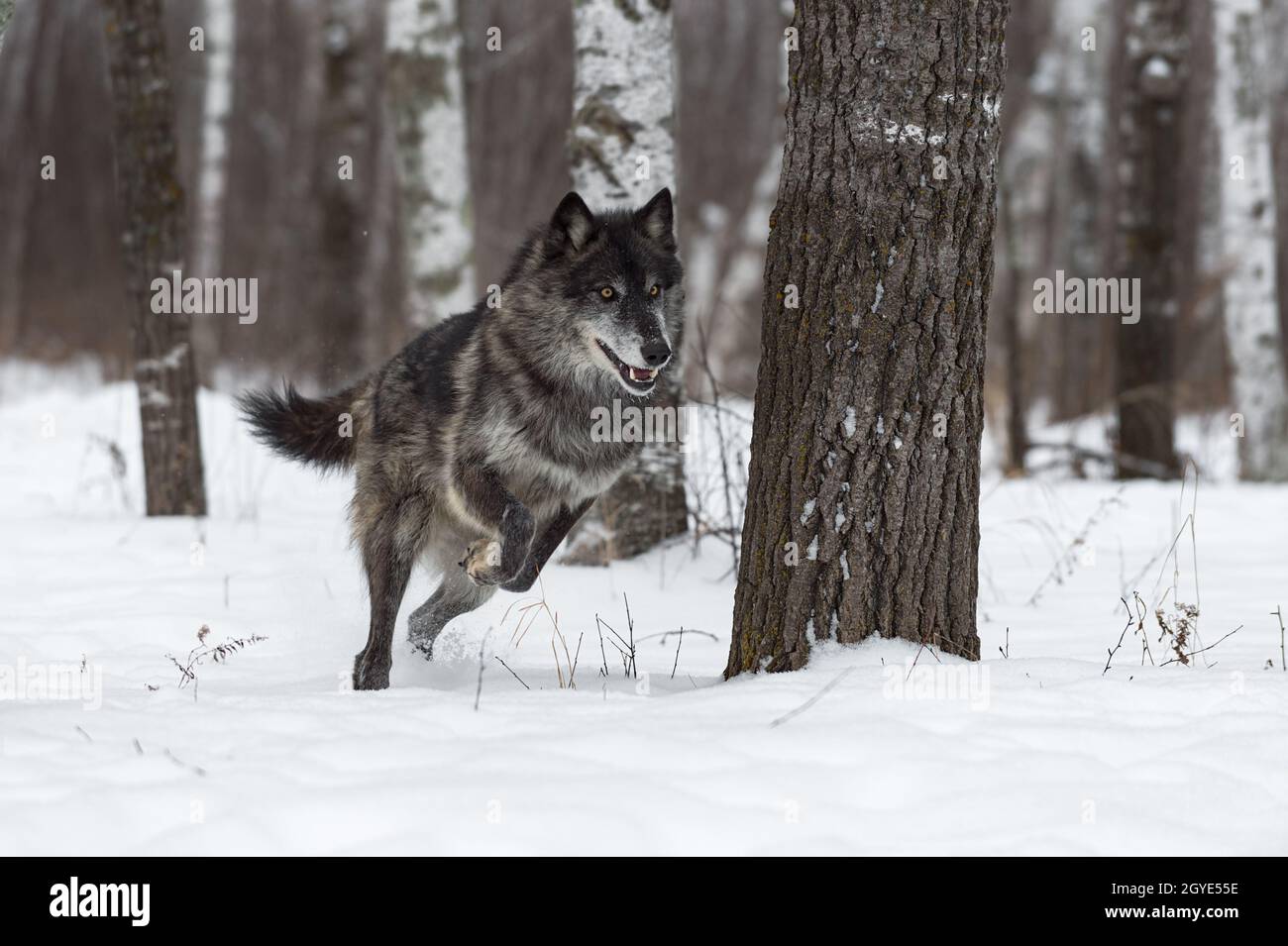 Black Phase Gray Wolf High Resolution Stock Photography and Images - Alamy