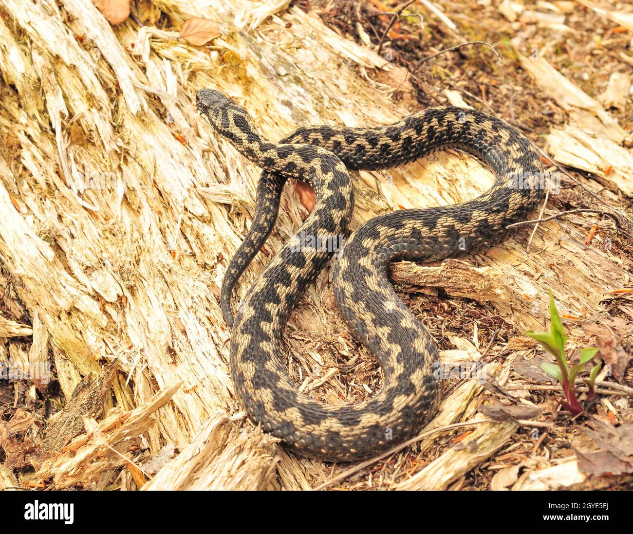 European common adder hi-res stock photography and images - Alamy