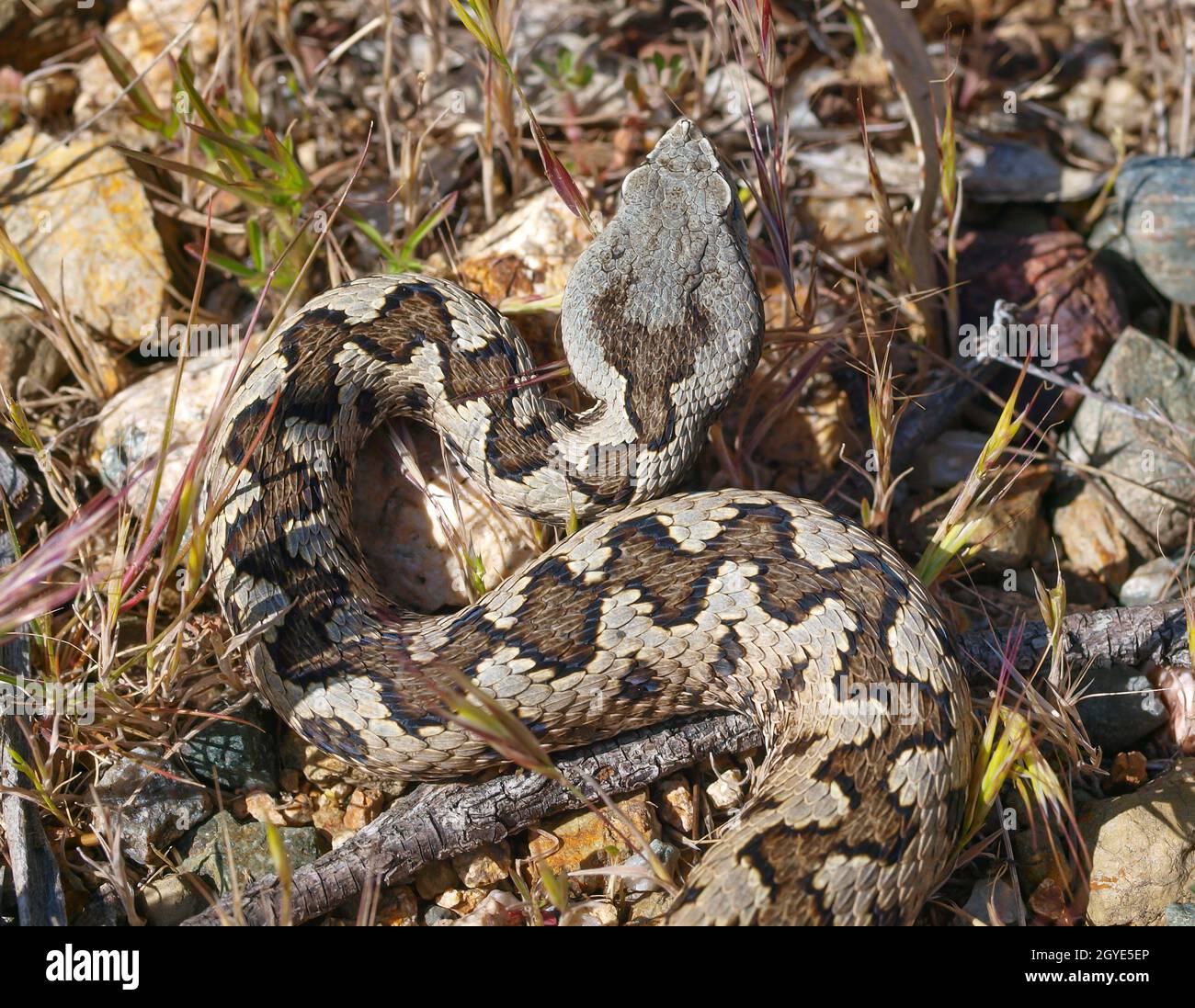 Snub nosed adder hi-res stock photography and images - Alamy