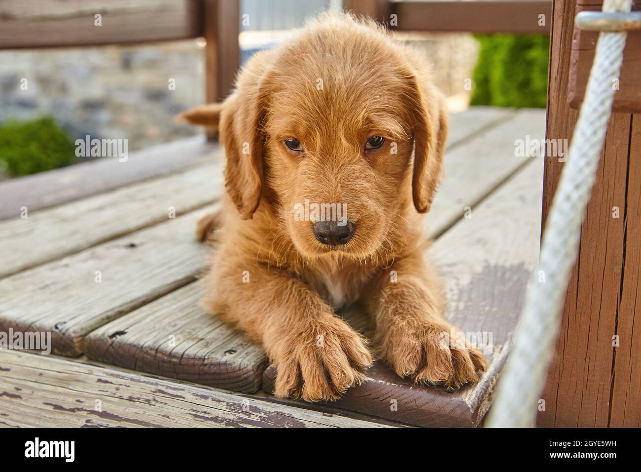 Labradoodle puppy with paws stretched out on wood boards and looking ...