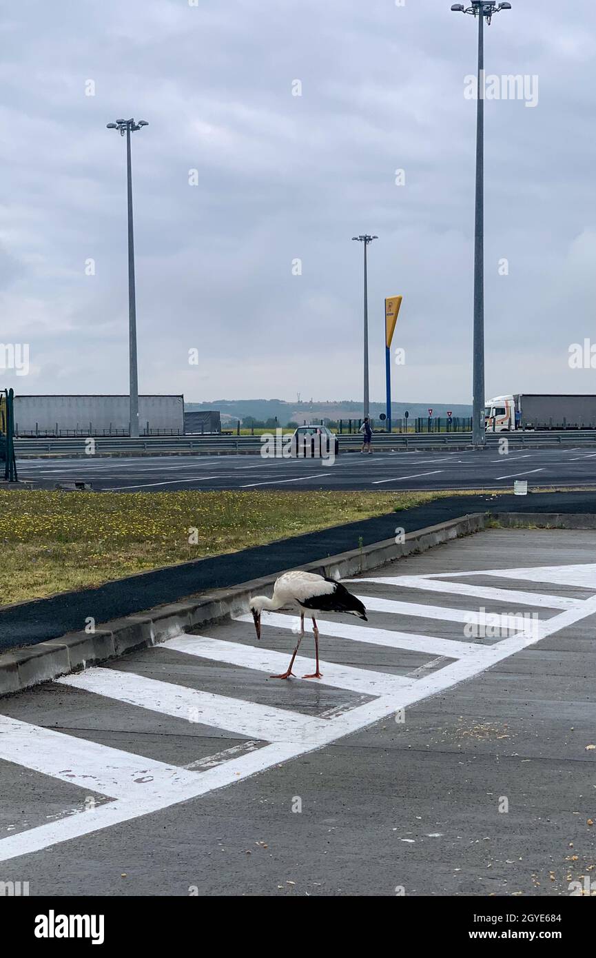 Stork parking hi-res stock photography and images - Alamy
