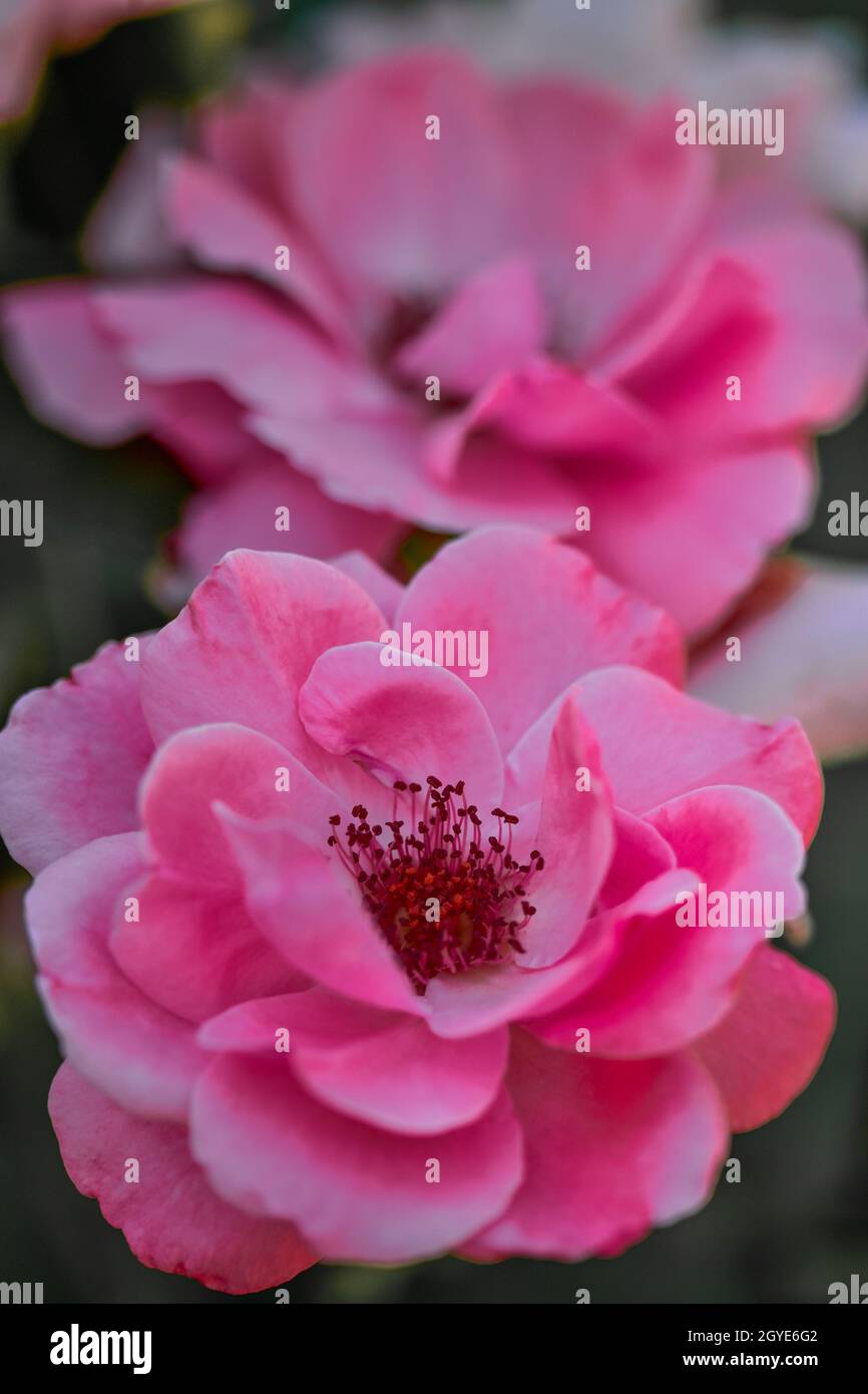 Shocking pink knockout rose hi-res stock photography and images - Alamy