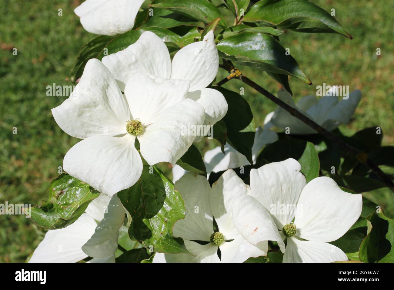 Flowering dogwood, Cornus kousa variety unknown, with large white ...