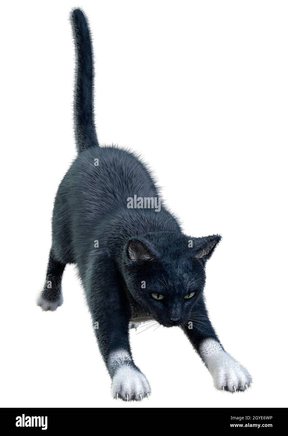 Pouncing tabby cat hi-res stock photography and images - Alamy