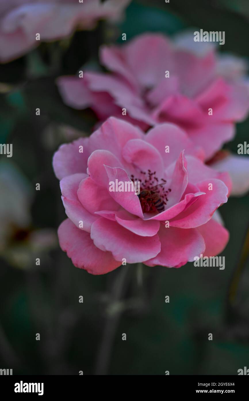 Shocking pink knockout rose hi-res stock photography and images - Alamy