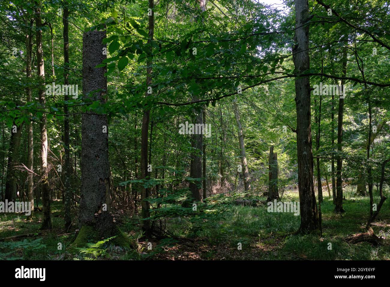 Summertime deciduous forest with broken dead spruce trees after bark ...