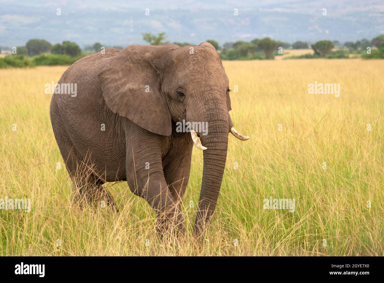 African elephant (Loxodonta africana), Queen Elizabeth National Park ...