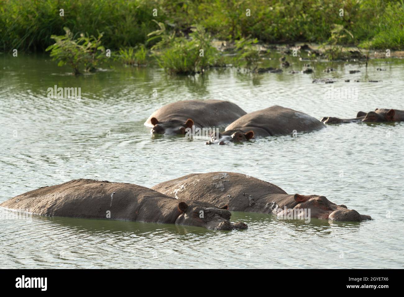 Hippo (Hippopotamus amphibius), Queen Elizabeth National Park, Uganda ...