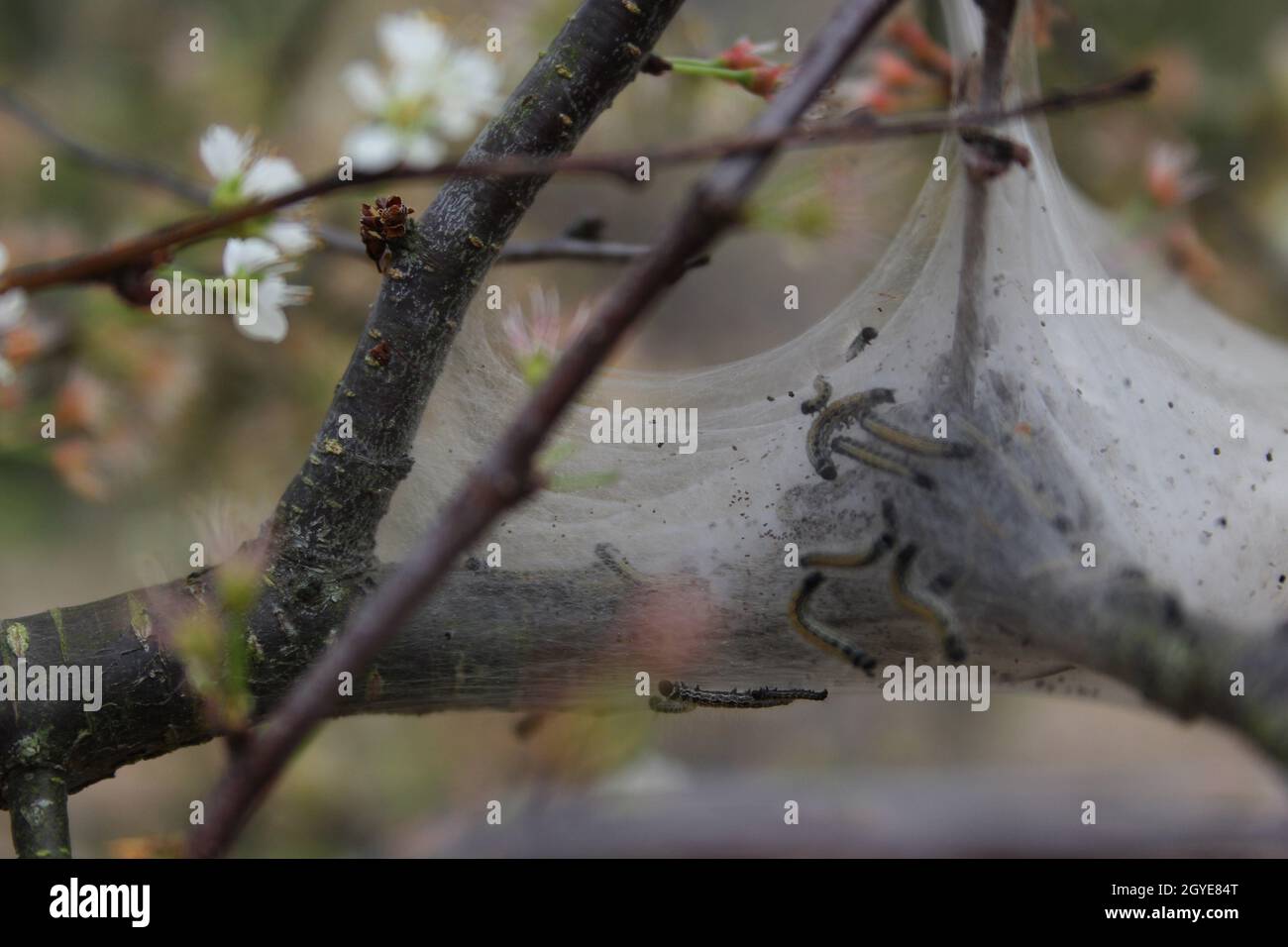 Worm Infestation on Plum Tree, Shallow DOF Stock Photo - Alamy