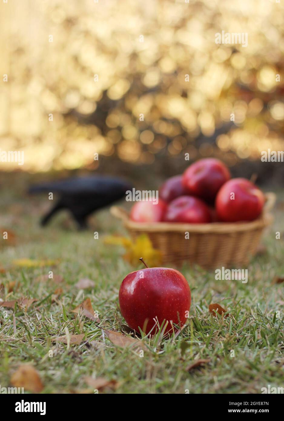 Basket of Red Apples outdoors in Autumn with crow Stock Photo - Alamy