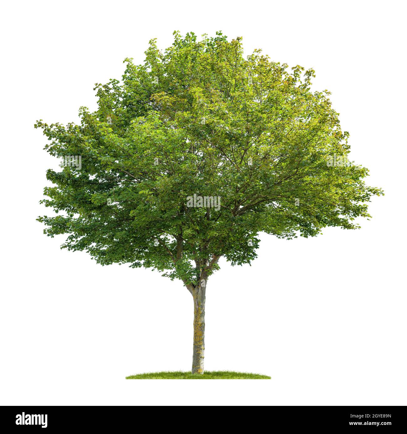 Isolated maple tree on a white background Stock Photo - Alamy