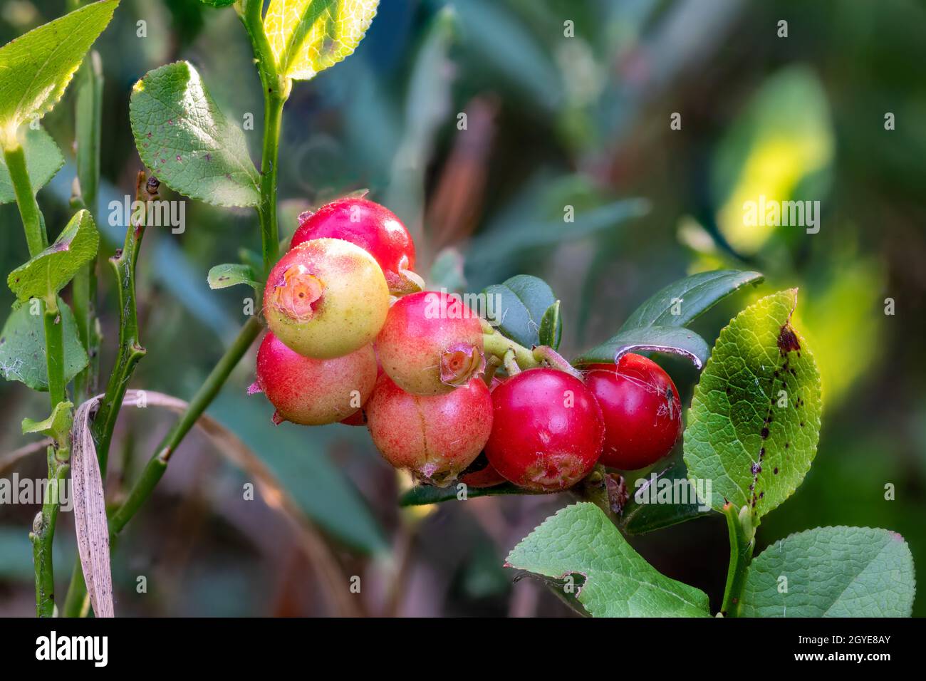 Detail shot of ripe red cranberries on the bush against a blurred ...