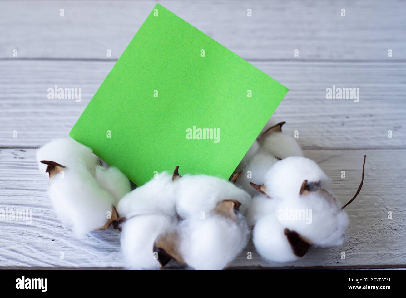 Blank Piece Of Sticky Note Placed On Top Of Table With Cotton Plant ...