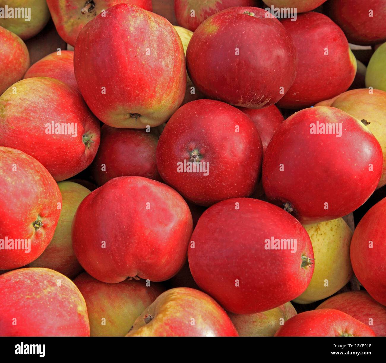 Apple 'Worcester Pearmain', apples, eating apples, healthy eating ...