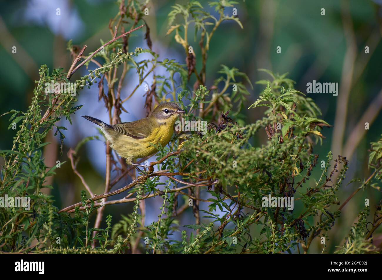 Prairie warbler aka Setophaga discolor Stock Photo - Alamy