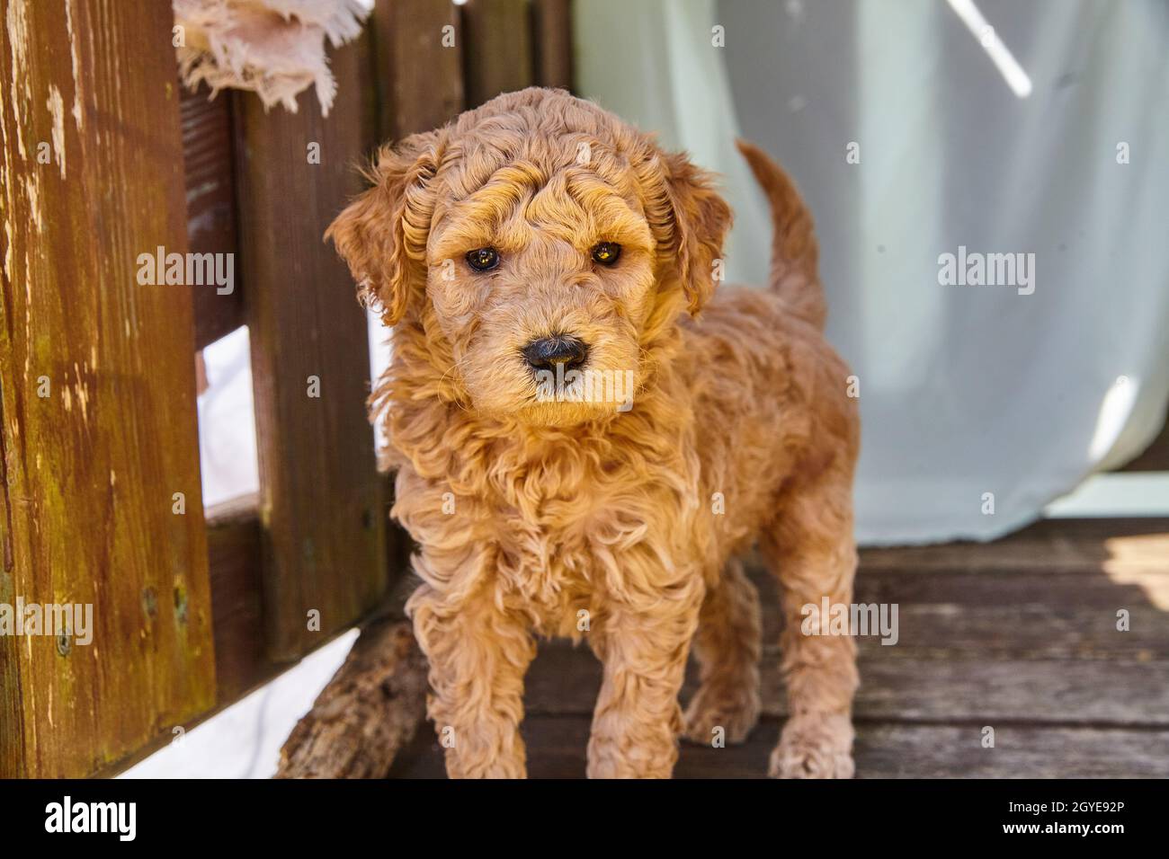 Fluffy brown Goldendoodle puppy in shade of deck furniture Stock Photo ...