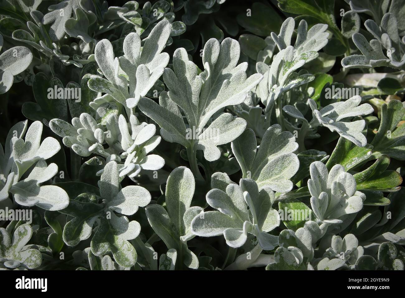Closeup view of the silver leaves on a Silver Brocade plant Stock Photo ...