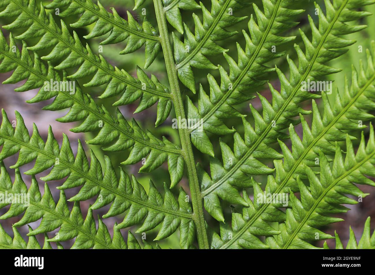 Macro view of the detailed leaves on a perennial fern Stock Photo - Alamy