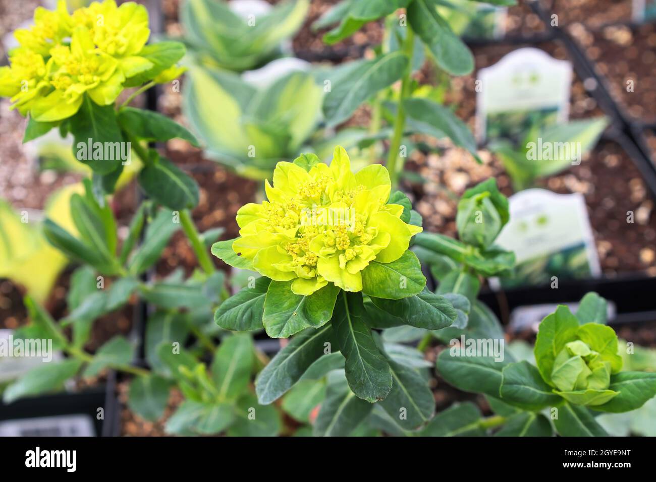 Cushion spurge euphorbia polychroma hi-res stock photography and images ...