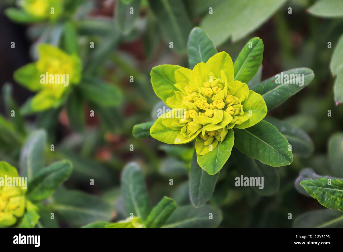 Cushion spurge euphorbia polychroma hi-res stock photography and images ...