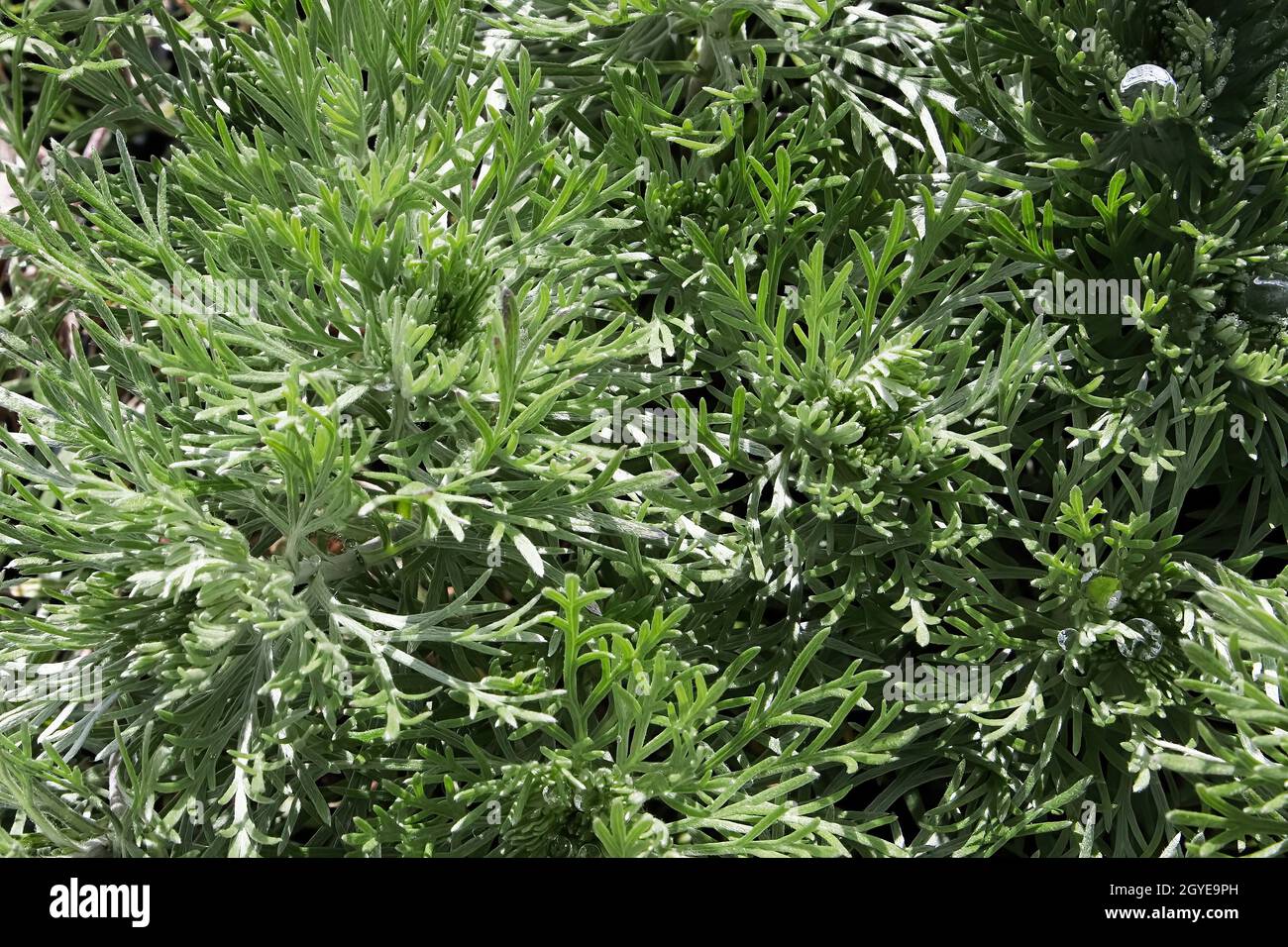 Delicate fern like leaves on a Silver Mound Plant Stock Photo - Alamy