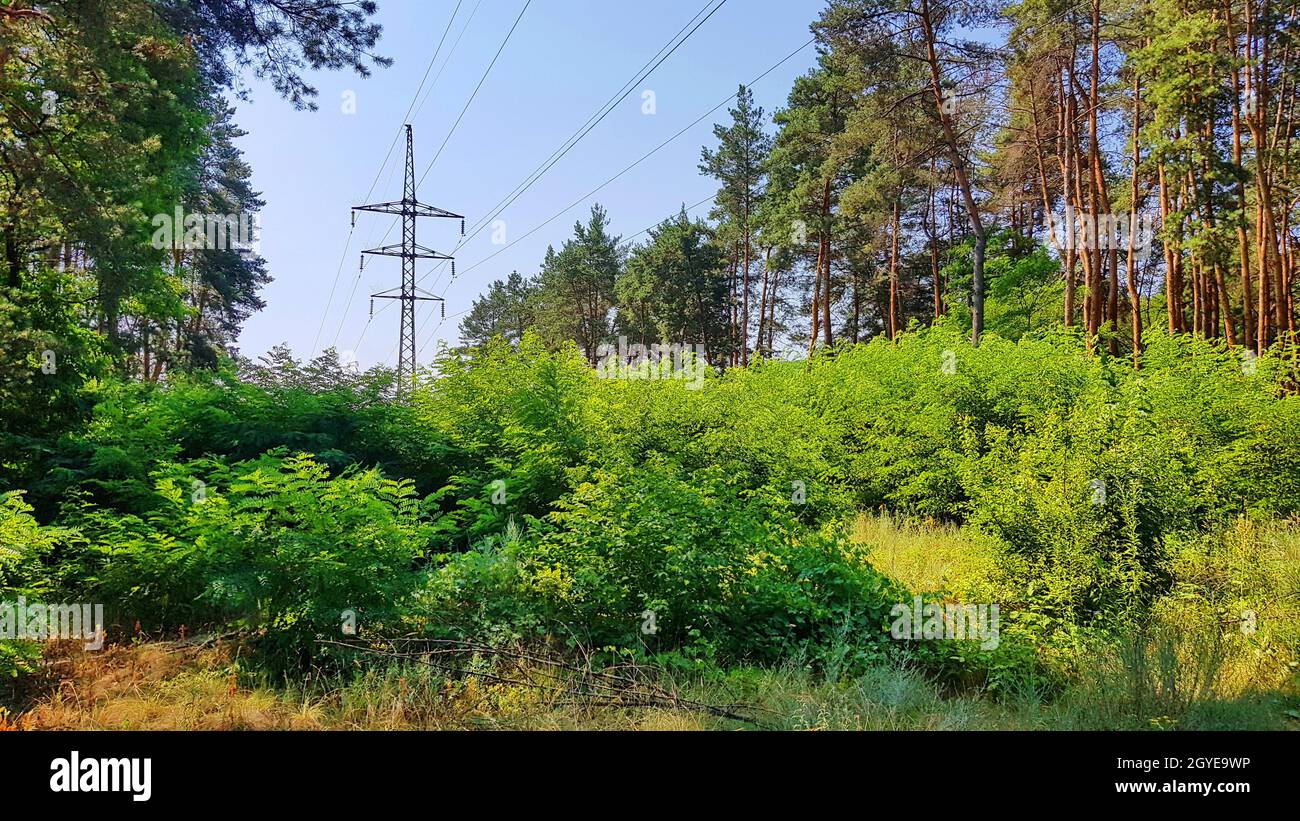Power line and wires in the pine tree forest Stock Photo - Alamy