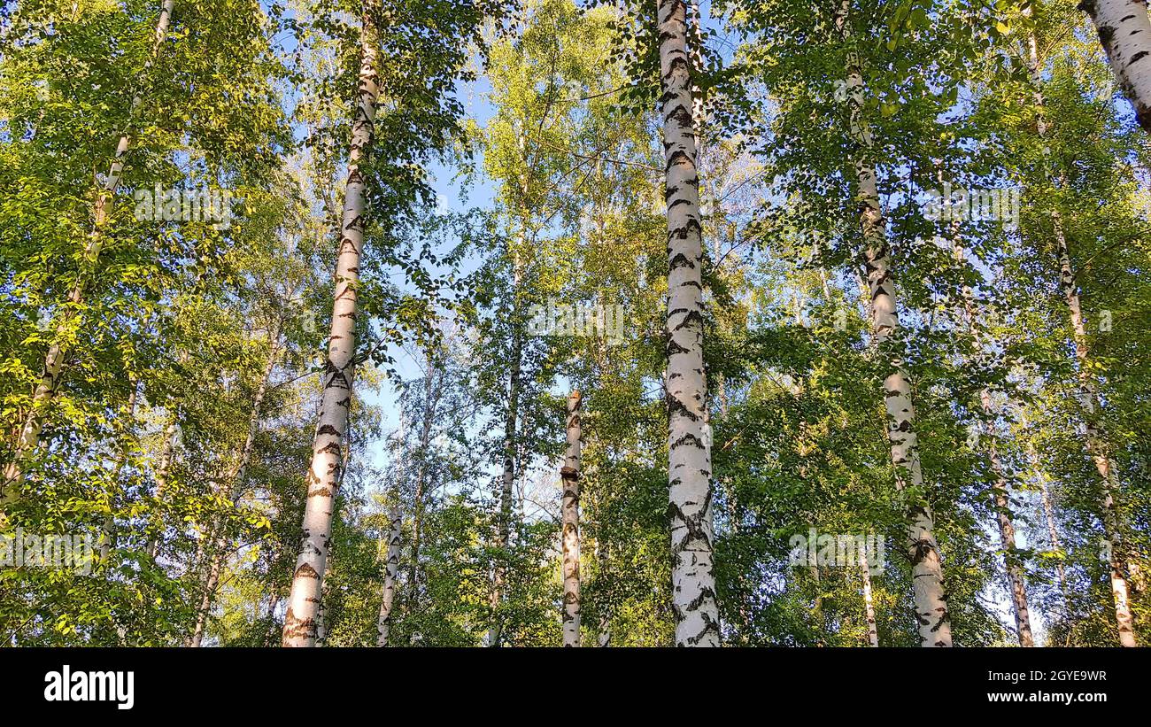 Pines birches sun in hi-res stock photography and images - Alamy