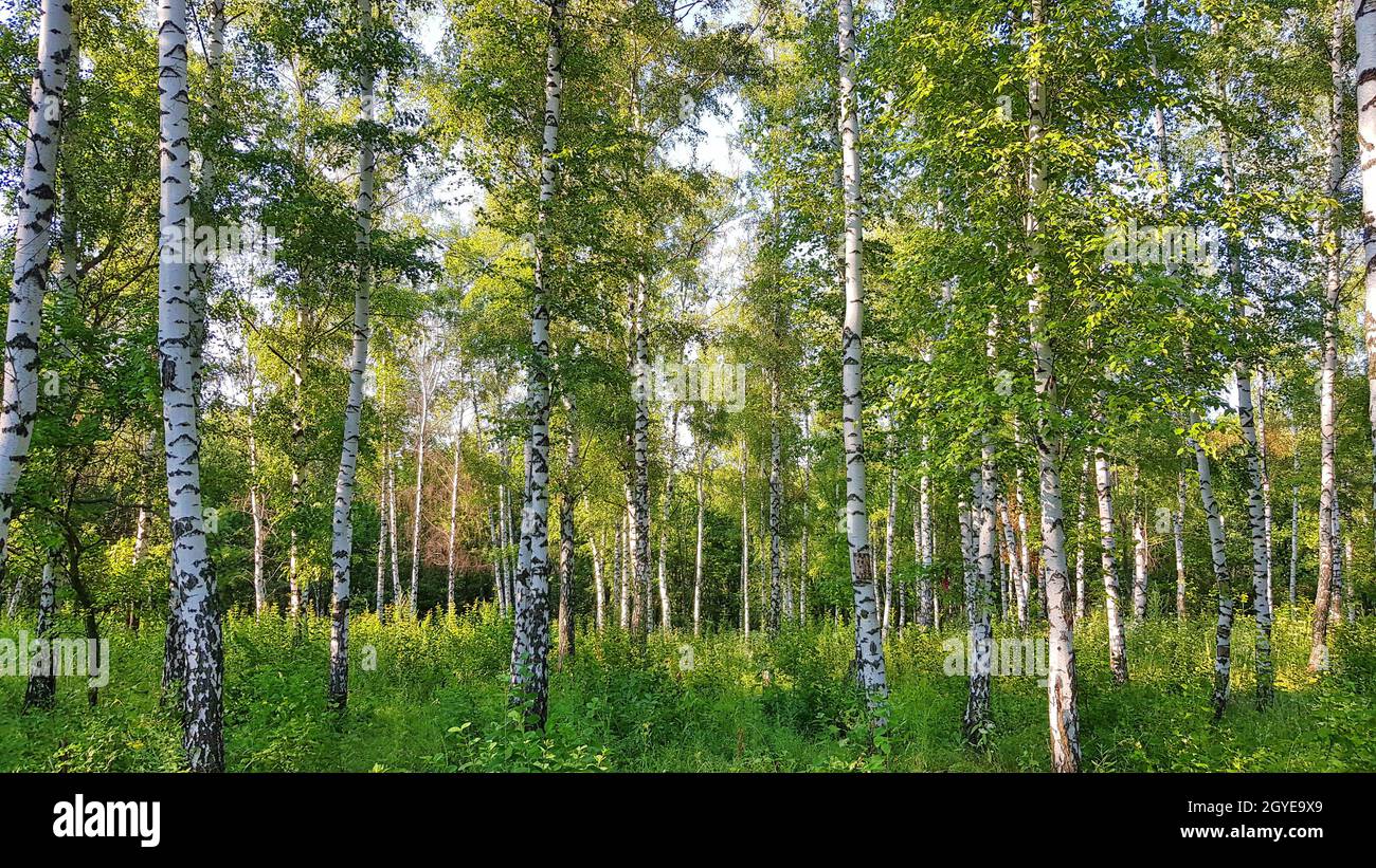 Beautiful summer birch tree grove Stock Photo - Alamy