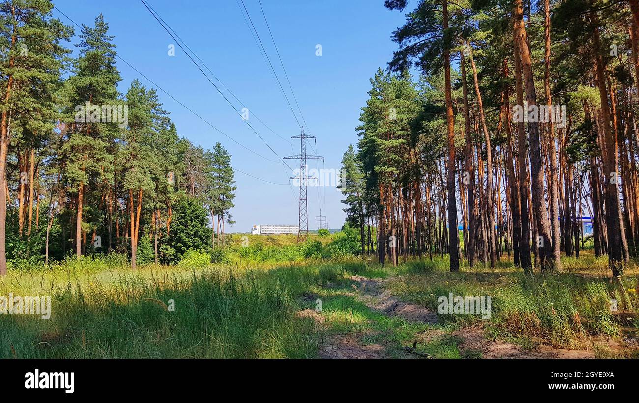 Power line and clearing in the pine tree forest Stock Photo - Alamy